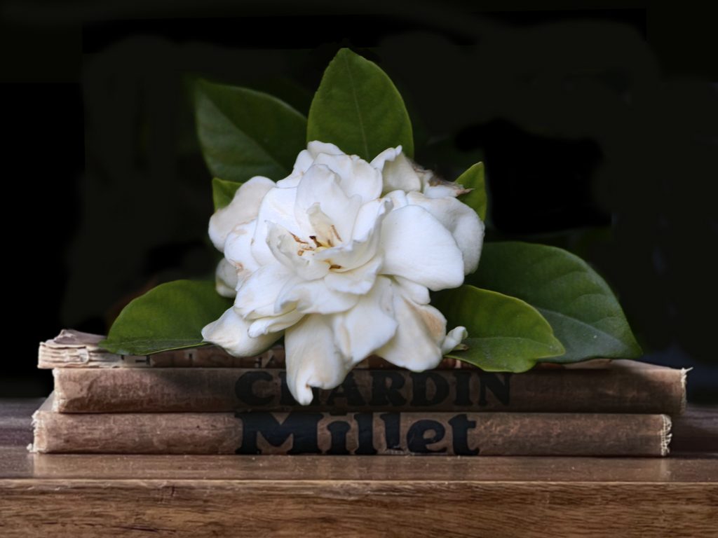 Painting tutorial: step-by-step oil painting guide for Gardenia